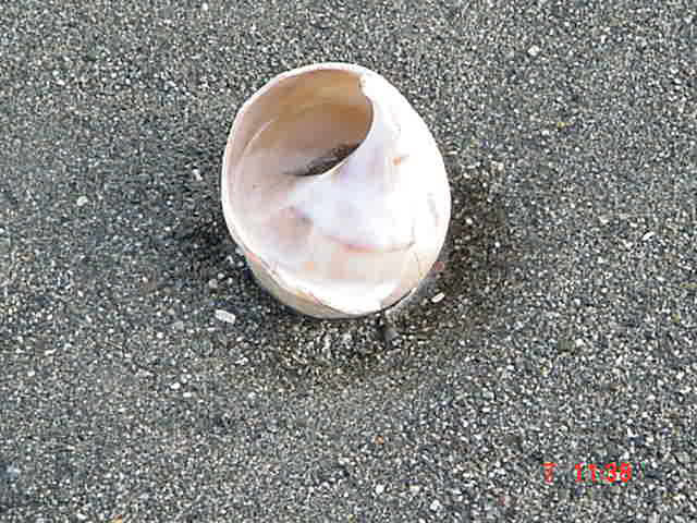 Point Wells Washington